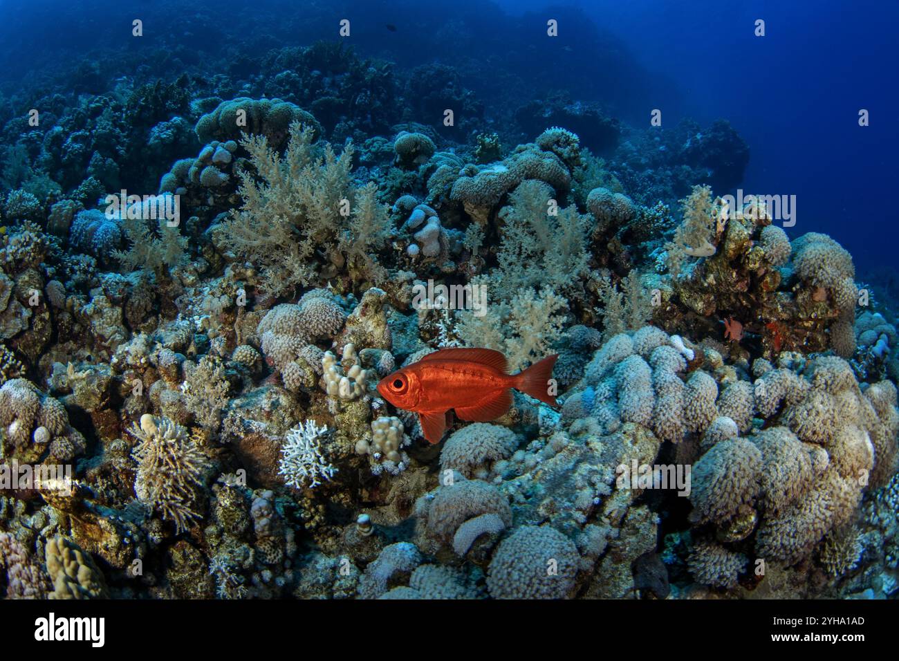 Priacanthus hamrur is hiding under the coral in Egypt. Red fish with ...