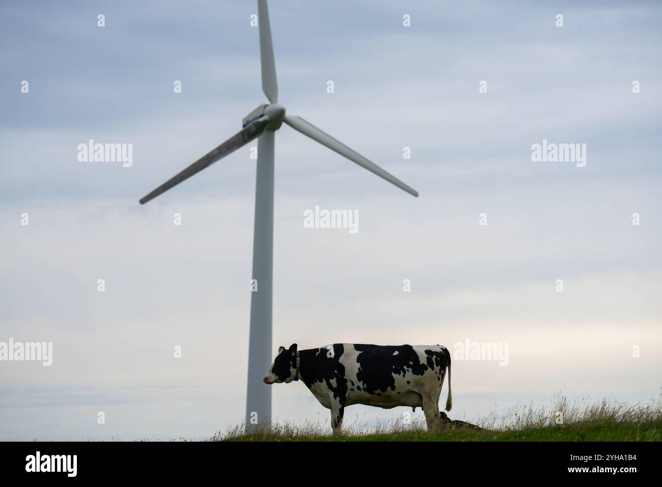 Eco farm. Wind energy. Ecology. Green energy concept. Eco farming ...