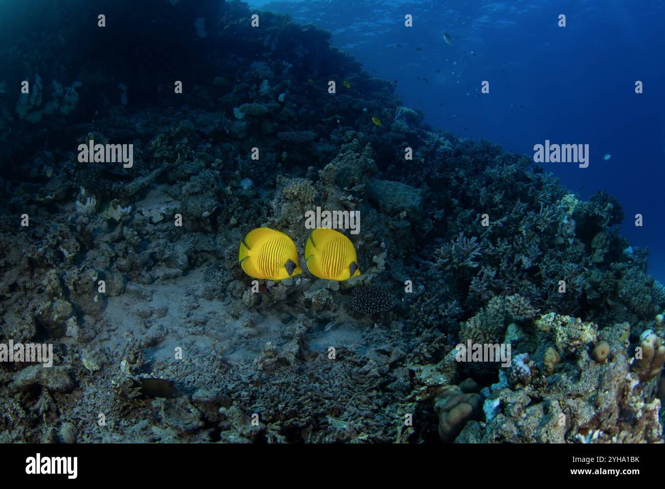 School of butterflyfish in Egypt. Blue cheeked butterflyfish near the ...