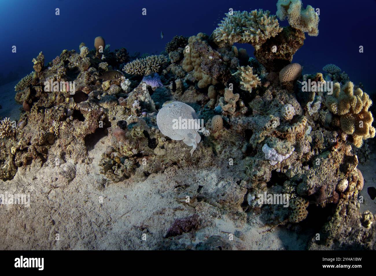Torpedo panthera is swimming above the sea bottom in Egypt. Leopard ...