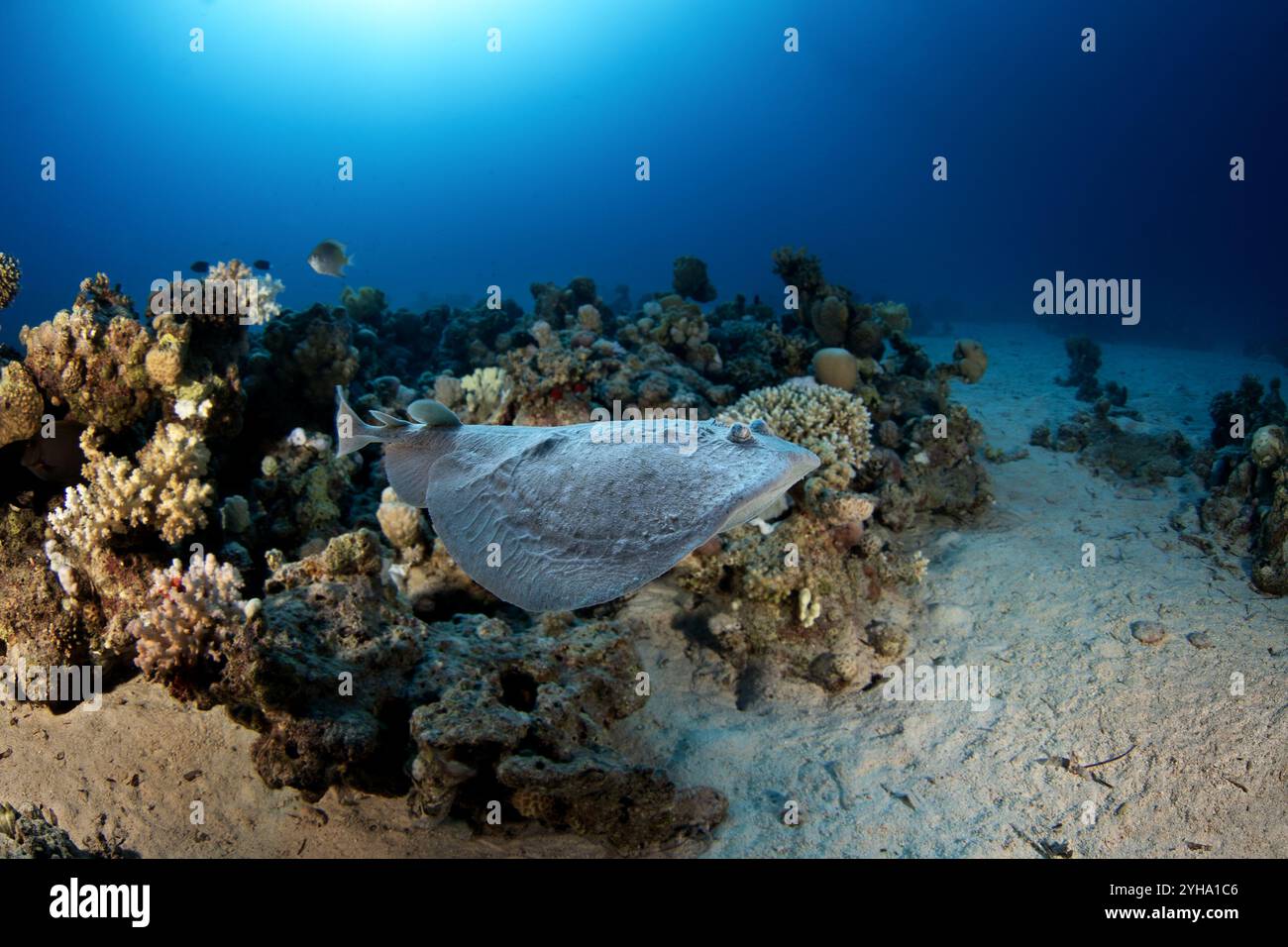 Torpedo panthera is swimming above the sea bottom in Egypt. Leopard ...