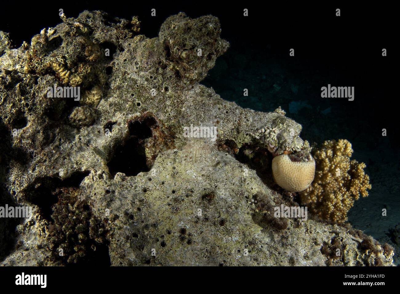 Sepia prashadi is hiding on the coral reef in Egypt. Hooded cuttlefish ...