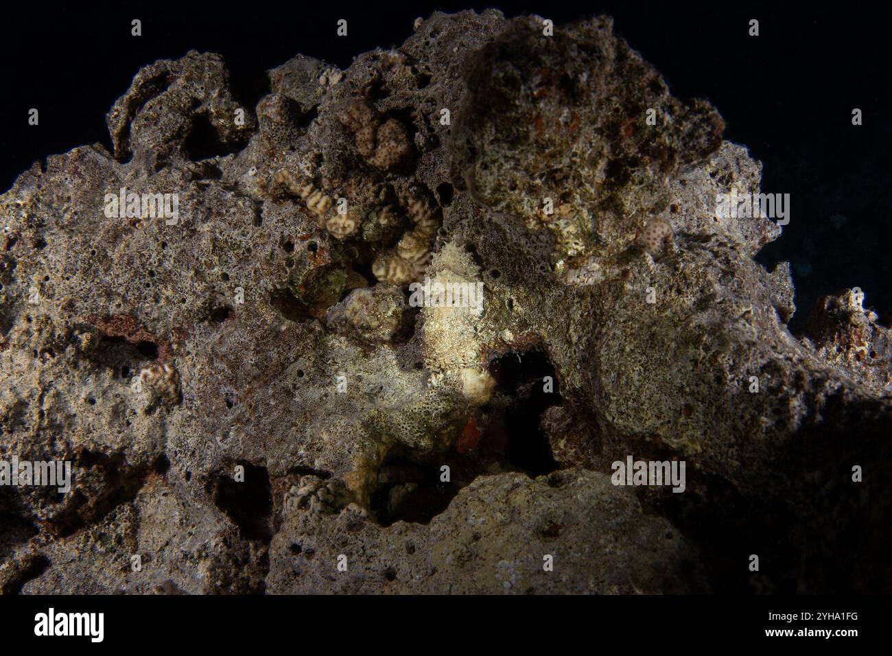 Sepia prashadi is hiding on the coral reef in Egypt. Hooded cuttlefish ...