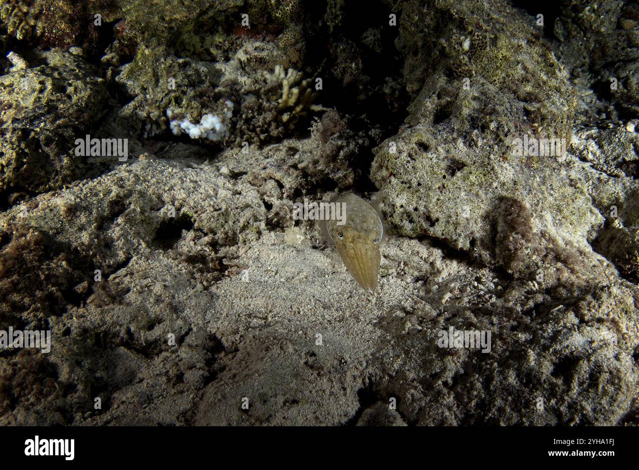 Sepia prashadi is hiding on the coral reef in Egypt. Hooded cuttlefish ...
