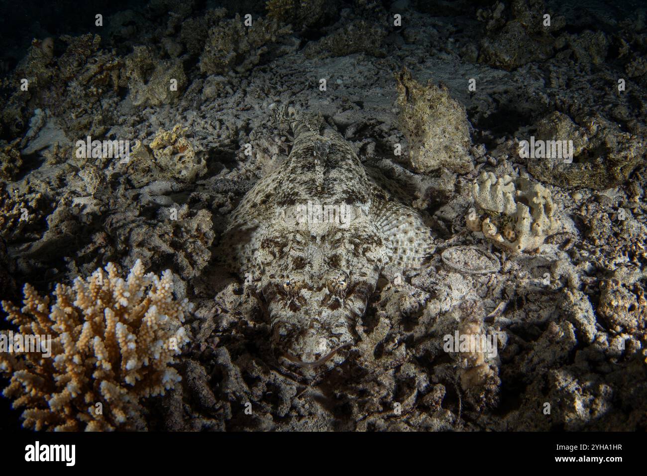 Crocodile Fish is hiding on the bottom in Egypt. Papilloculiceps ...