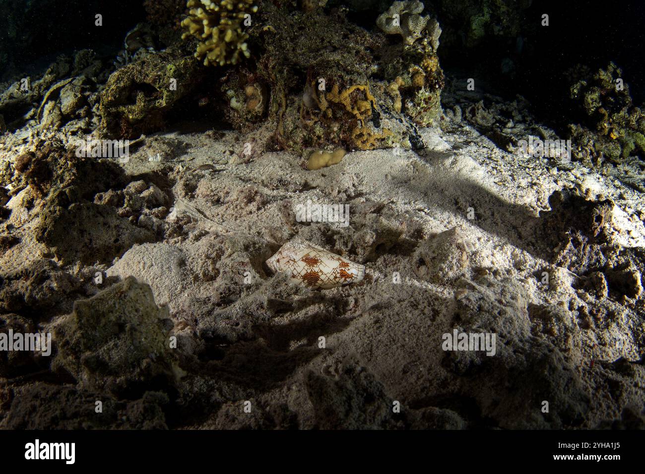 Conus arenatus is slithering on the sea bottom in Egypt. Sand dusted ...