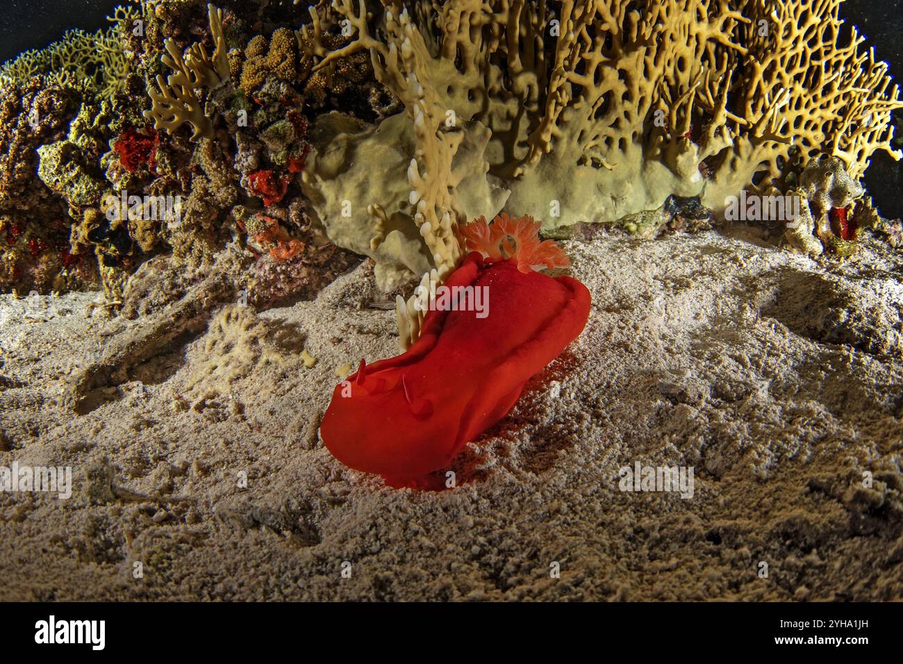 Spanish dancer is slithering on the sea bottom in Egypt. Hexabranchus ...