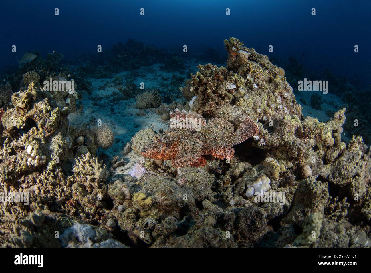 Excellent garden predator hi-res stock photography and images - Alamy