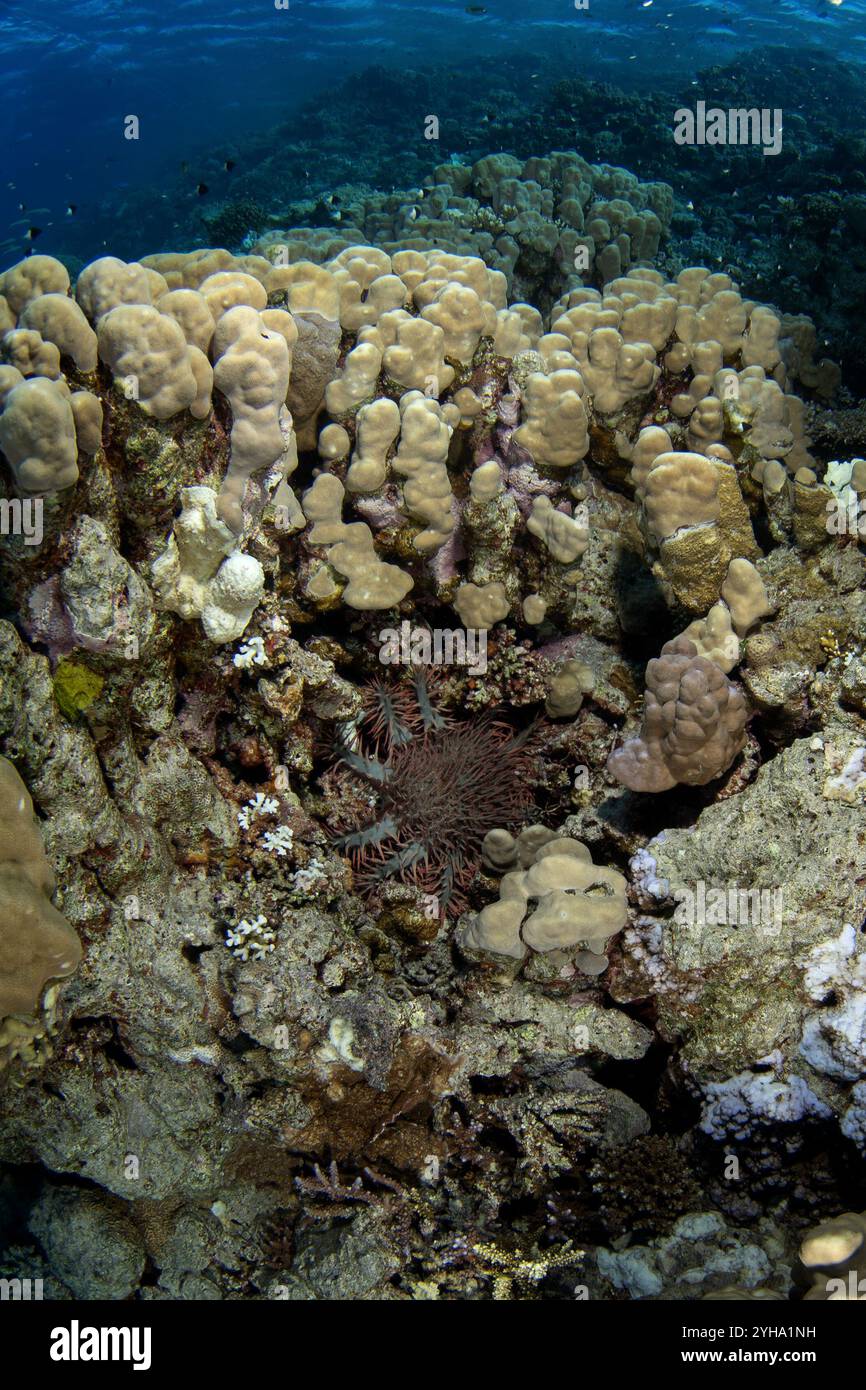 Crown of thorns starfish in Egypt. Frequently abbreviated during dive ...
