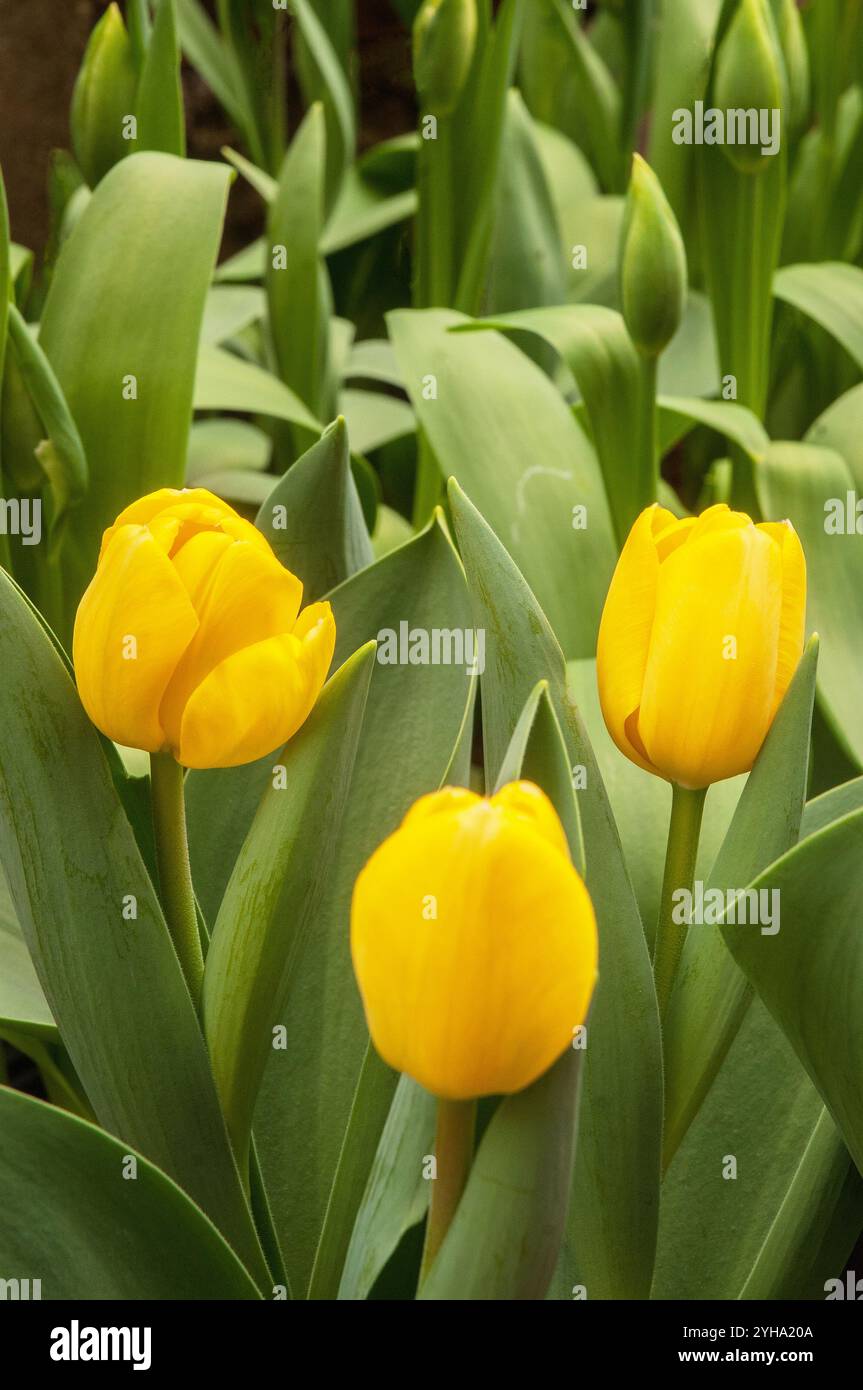 Tulipa novi sun hi-res stock photography and images - Alamy
