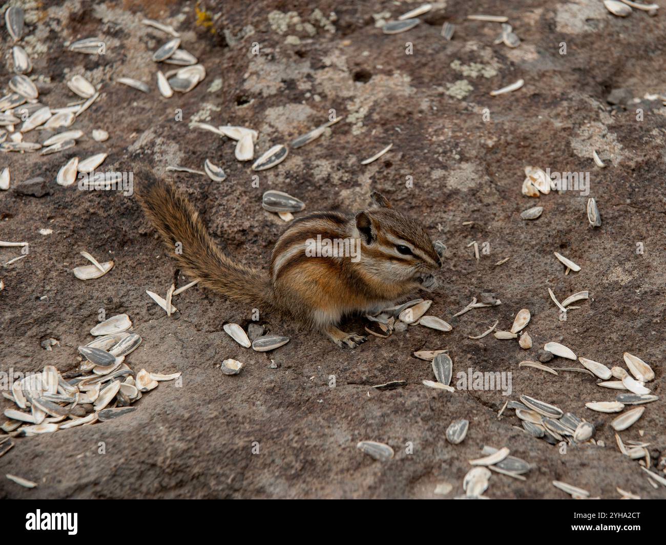 A chipmunk (genus neotamias, species unknown) picks up a morsel on ...