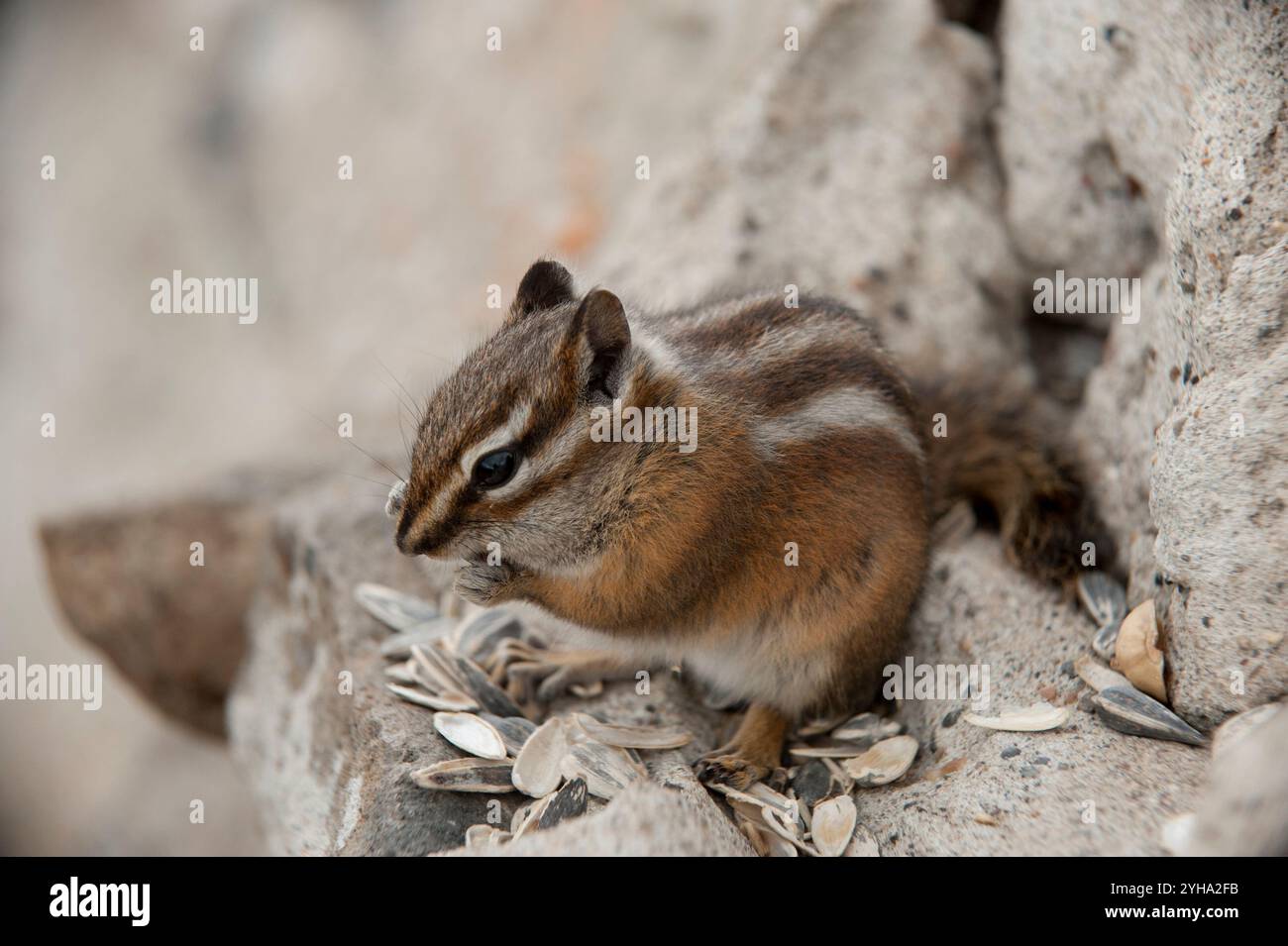 A chipmunk (genus neotamias, species unknown) picks up a morsel on ...