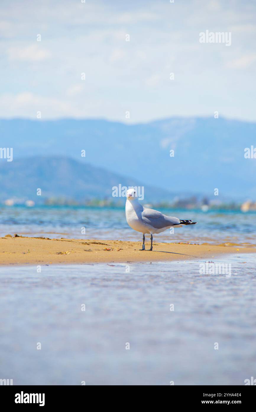 Seagull on a sandy beach facing the camera Stock Photo - Alamy