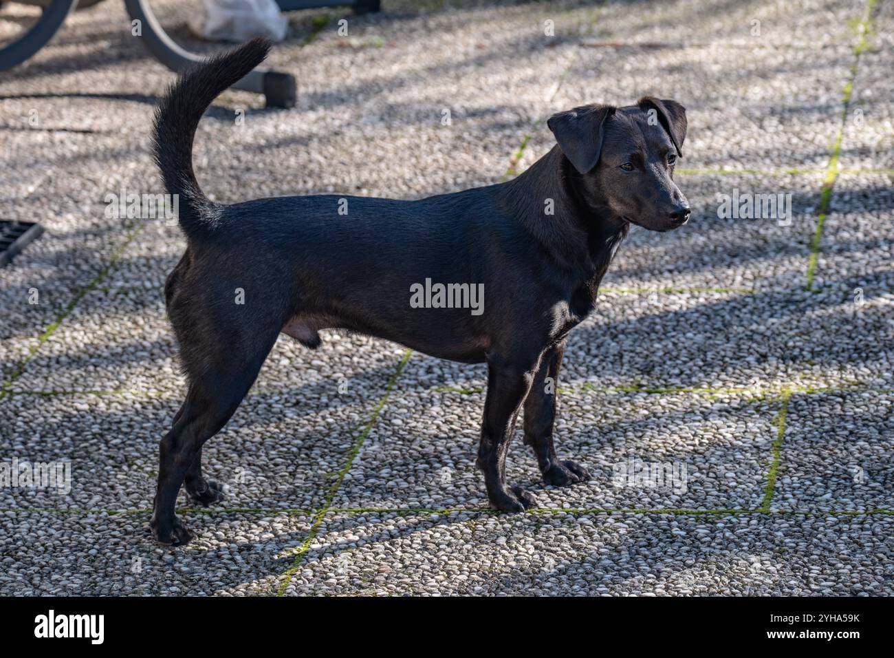 Ein kleiner schwarzer Terrier in Aachen am 23. Oktober 2024. GERMANY ...