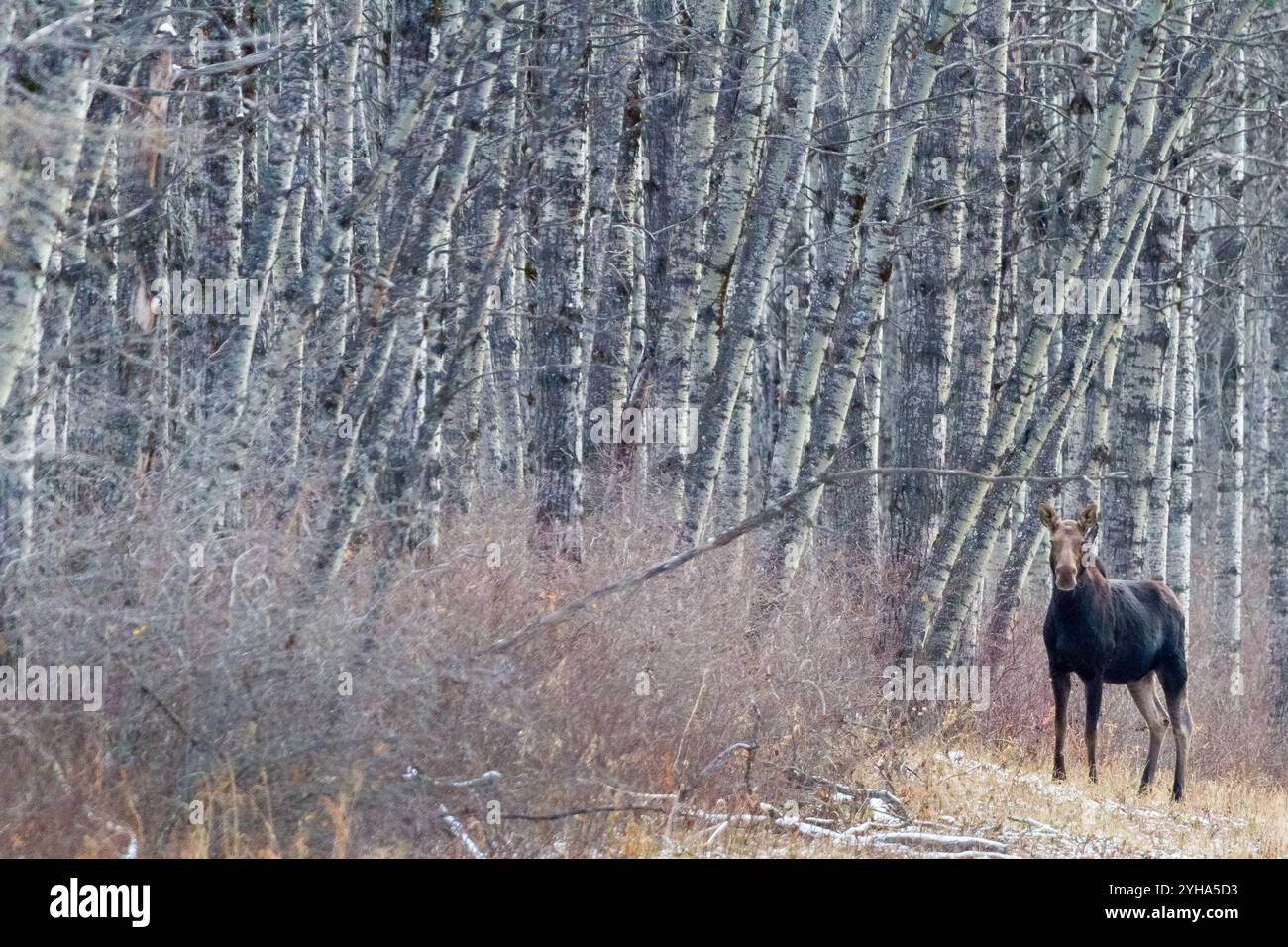 A cow moose hides near aspen trees in Riding Mountain National Park ...