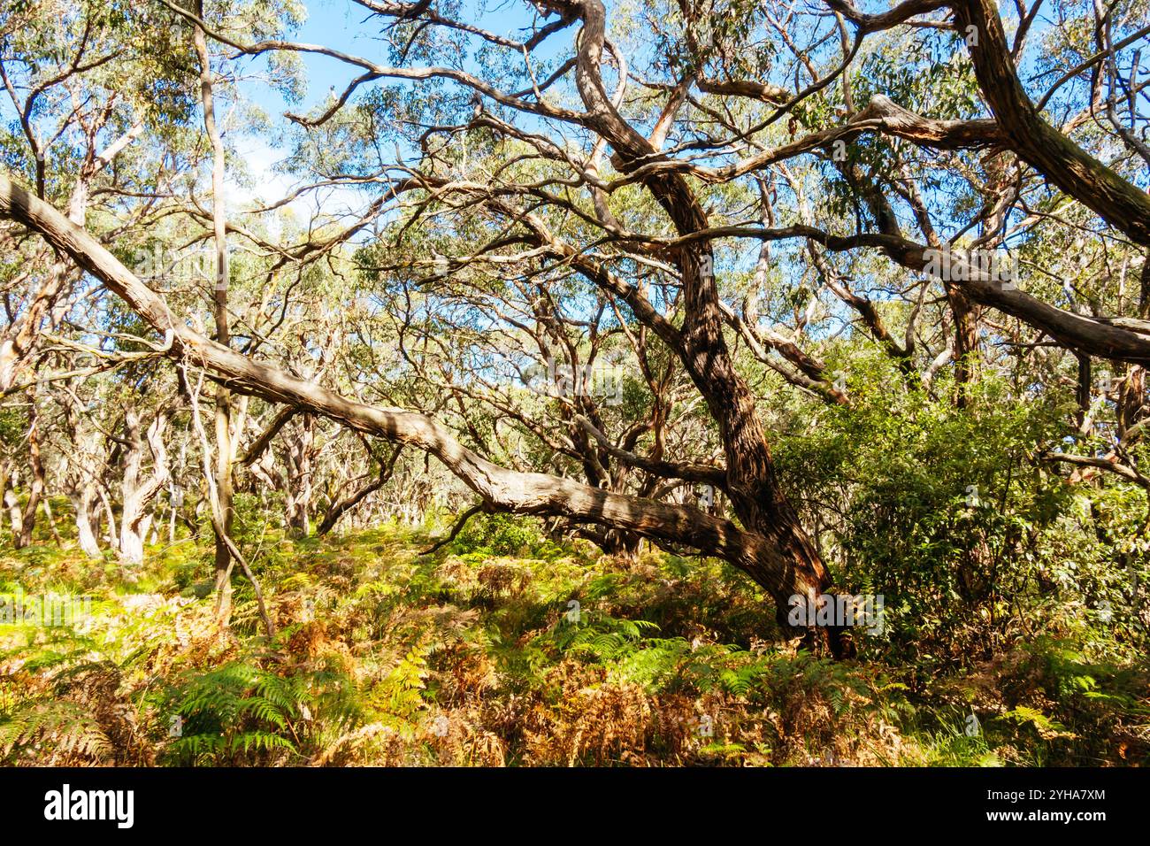 Long Point Circuit Walk in Australia Stock Photo - Alamy