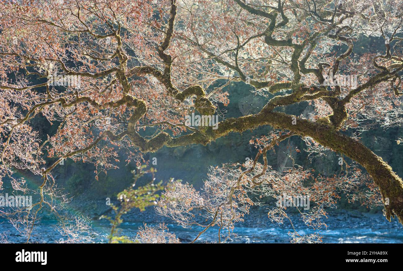 Native New Zealand tree canopy mossy nature Stock Photo - Alamy