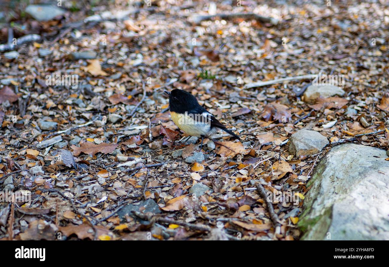 New Zealand native bird endemic black nature Stock Photo - Alamy