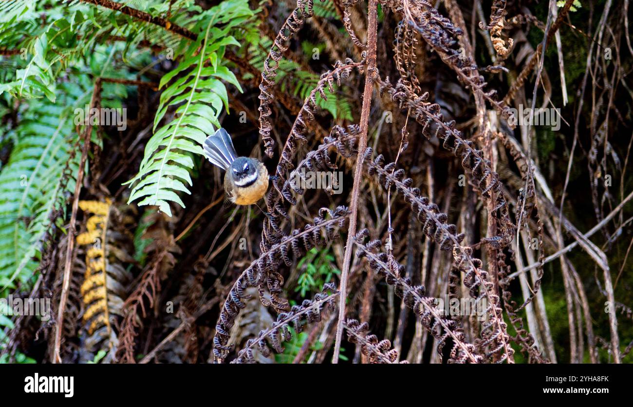 Unique bird species native hi-res stock photography and images - Alamy