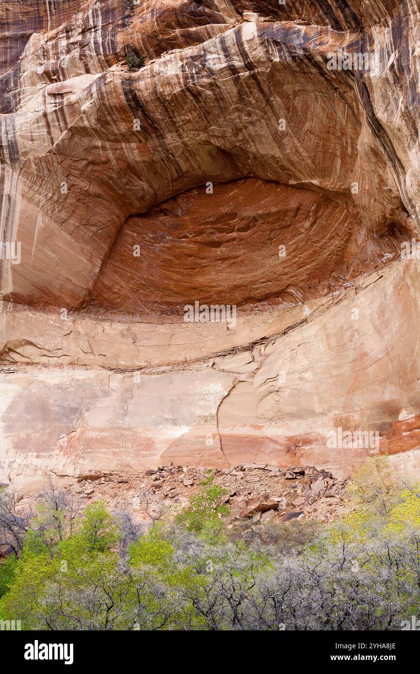 A large alcove eroded into the sandstone above cottonwood trees lining ...