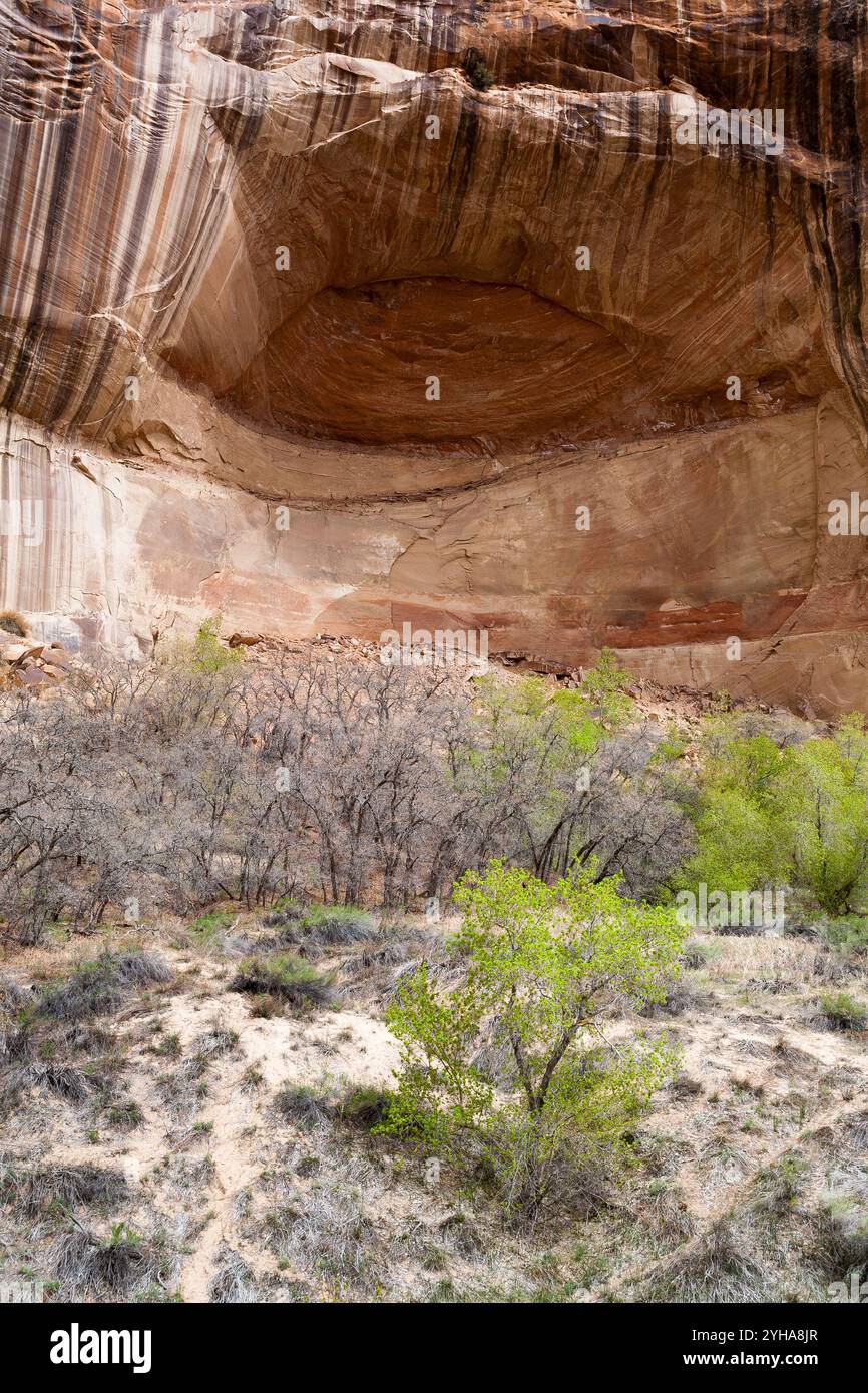 Eroded sandstone creating a large alcove above a gathering of ...