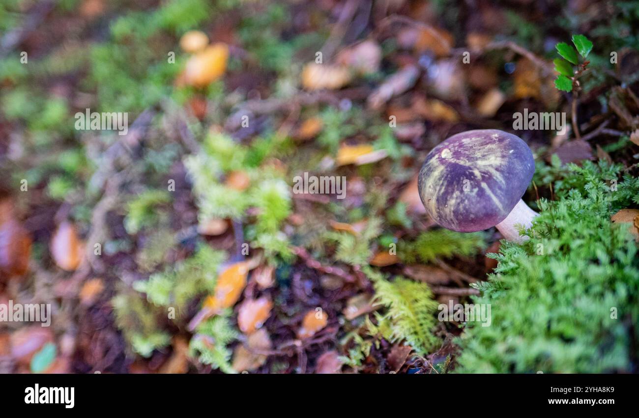 Small mushrooms in nature delicate world microscopic Stock Photo - Alamy