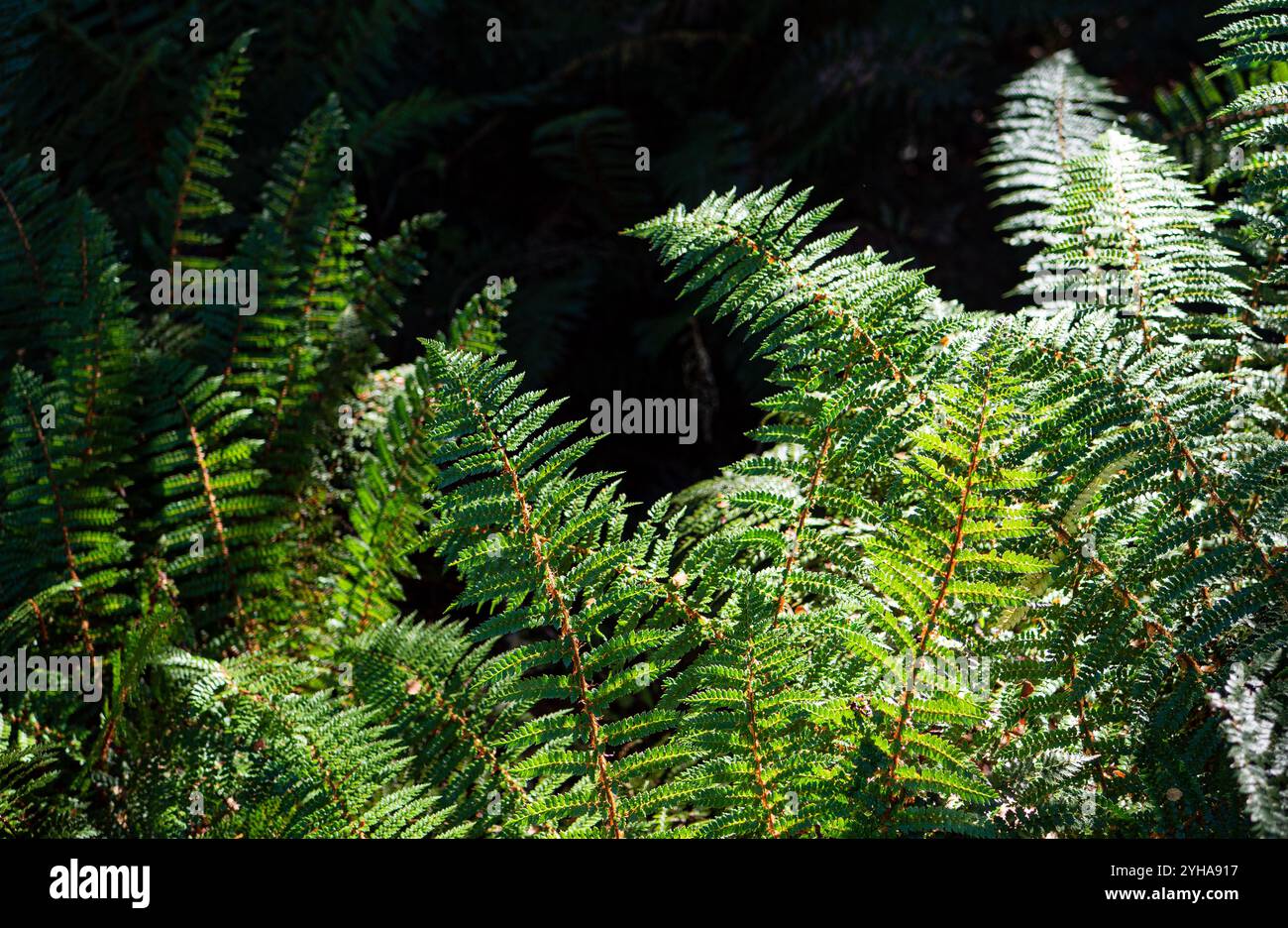 New Zealand fern native plants forest bush Stock Photo - Alamy