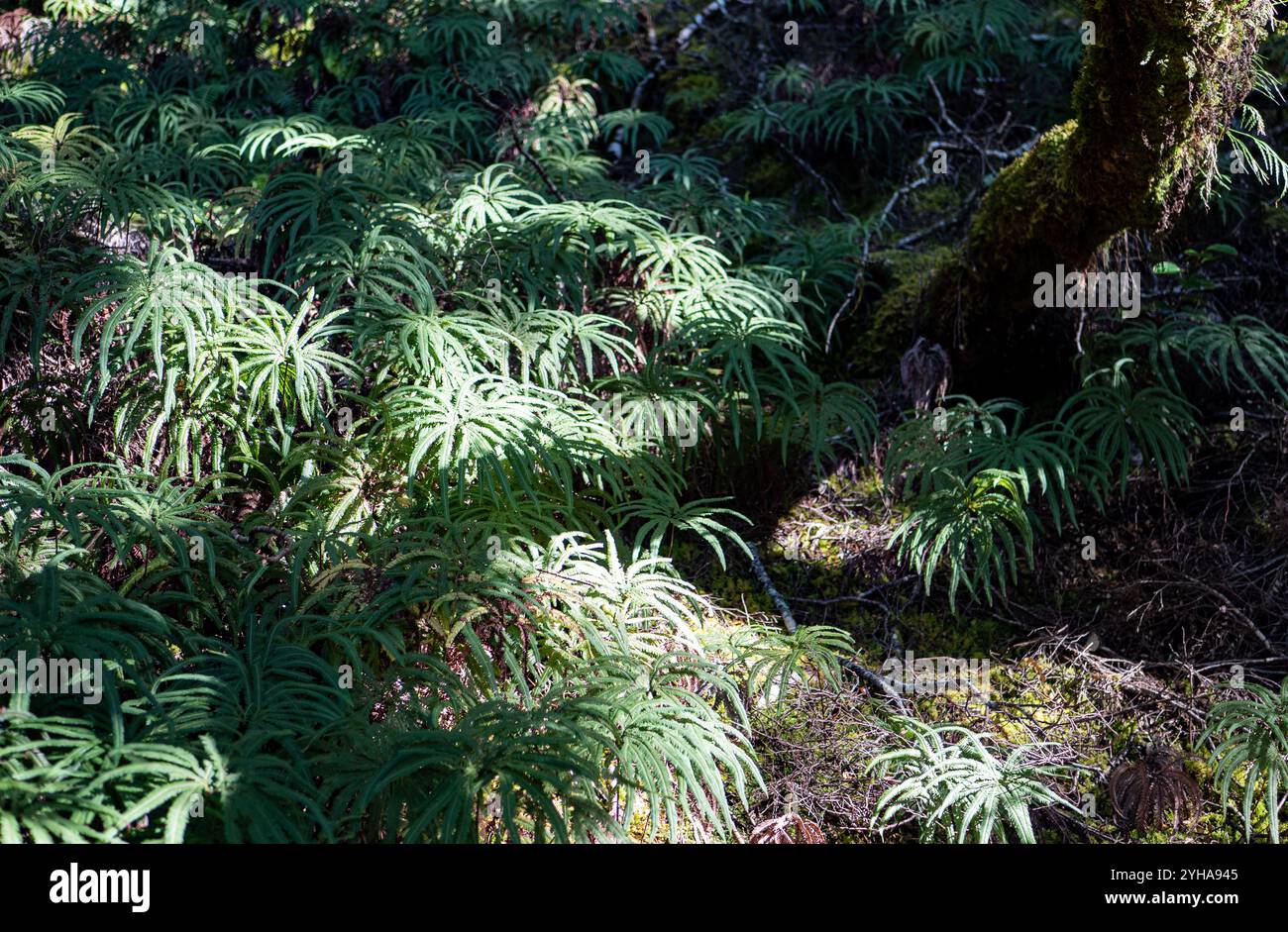 New Zealand fern native plants forest bush Stock Photo - Alamy