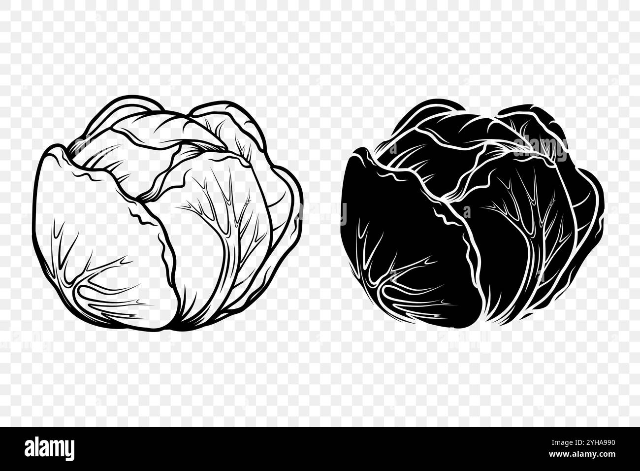 Vector Flat Cartoon Style Black and White Cabbage Set. Detailed Cabbage ...