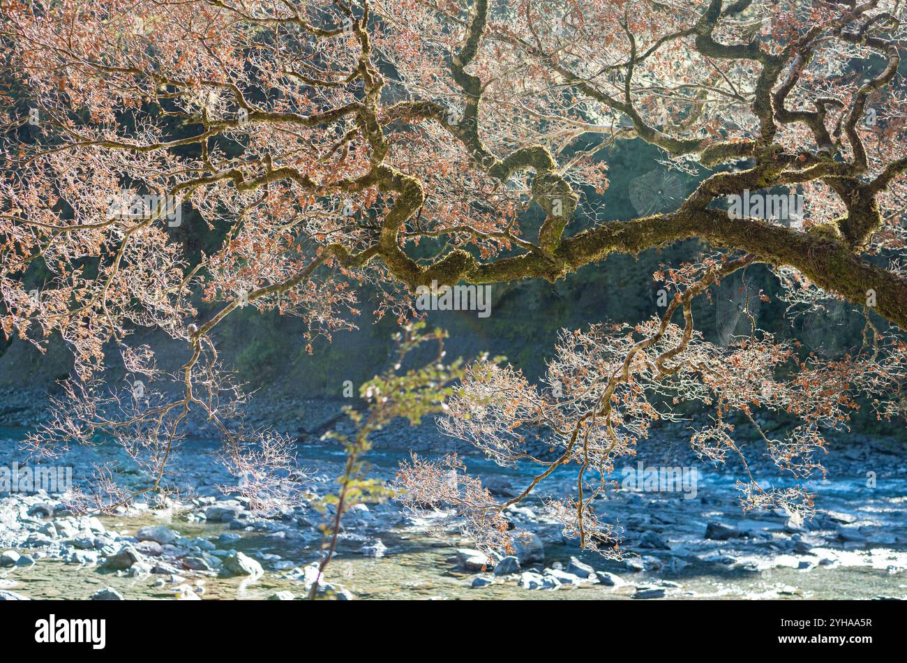 Native New Zealand tree canopy mossy nature Stock Photo - Alamy