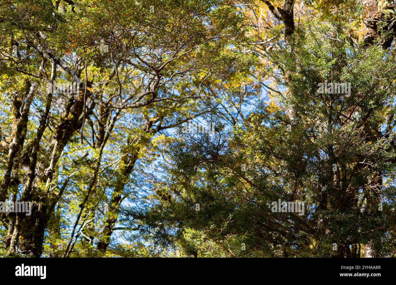Native New Zealand tree canopy mossy nature Stock Photo - Alamy