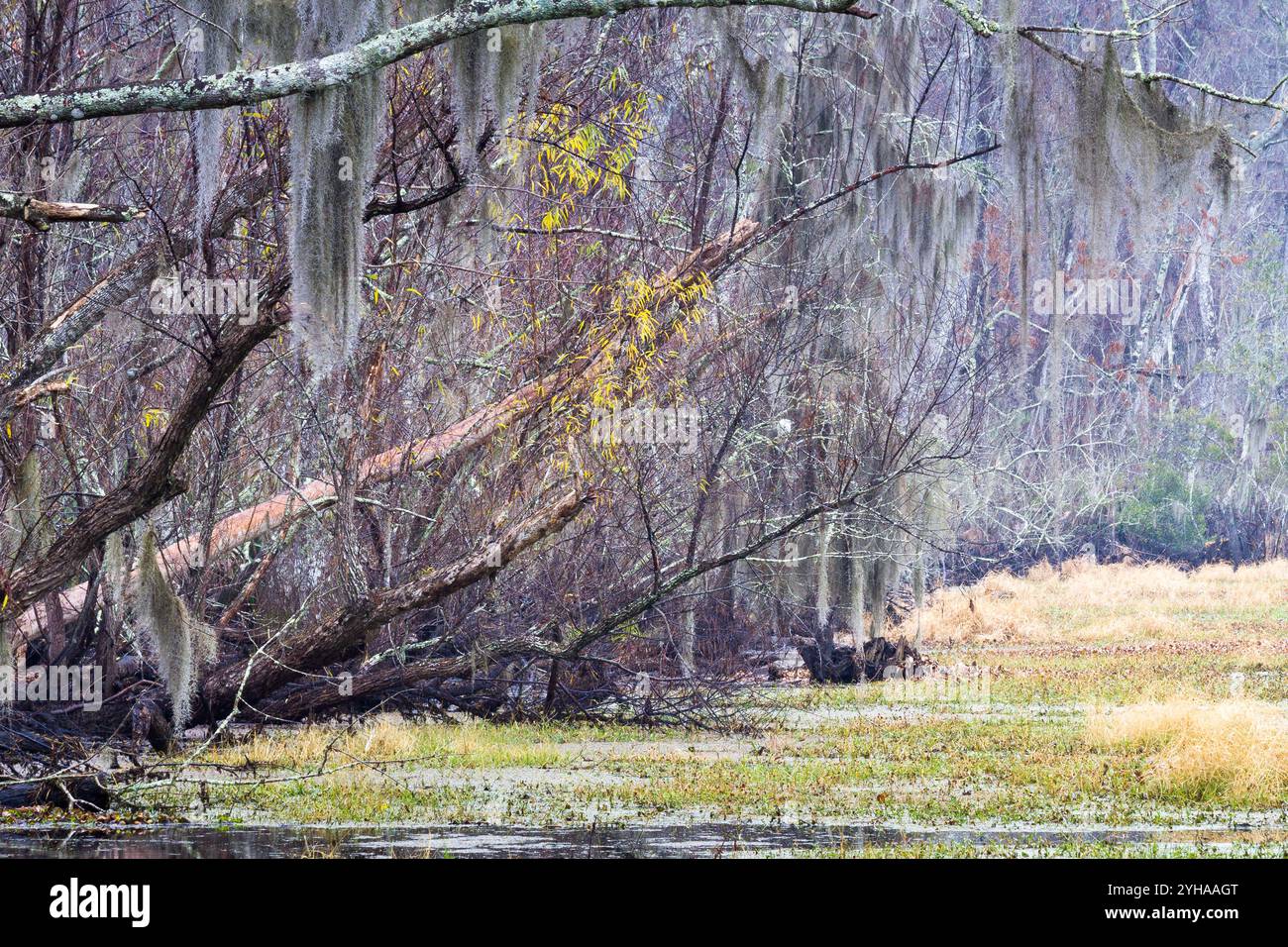 Moss and cypress trees hanging over Bayou des Familles in Jean Lafitte ...