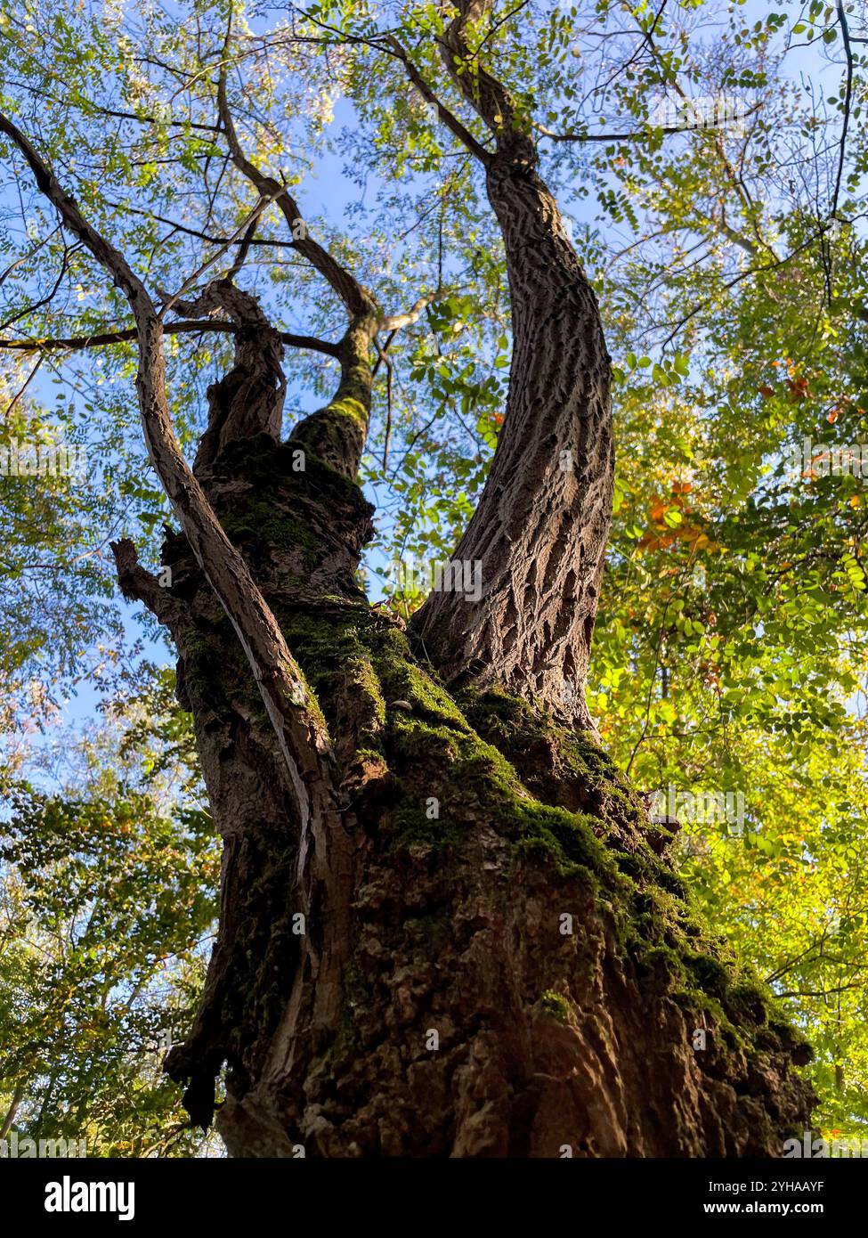 Rinde und insekten hi-res stock photography and images - Alamy