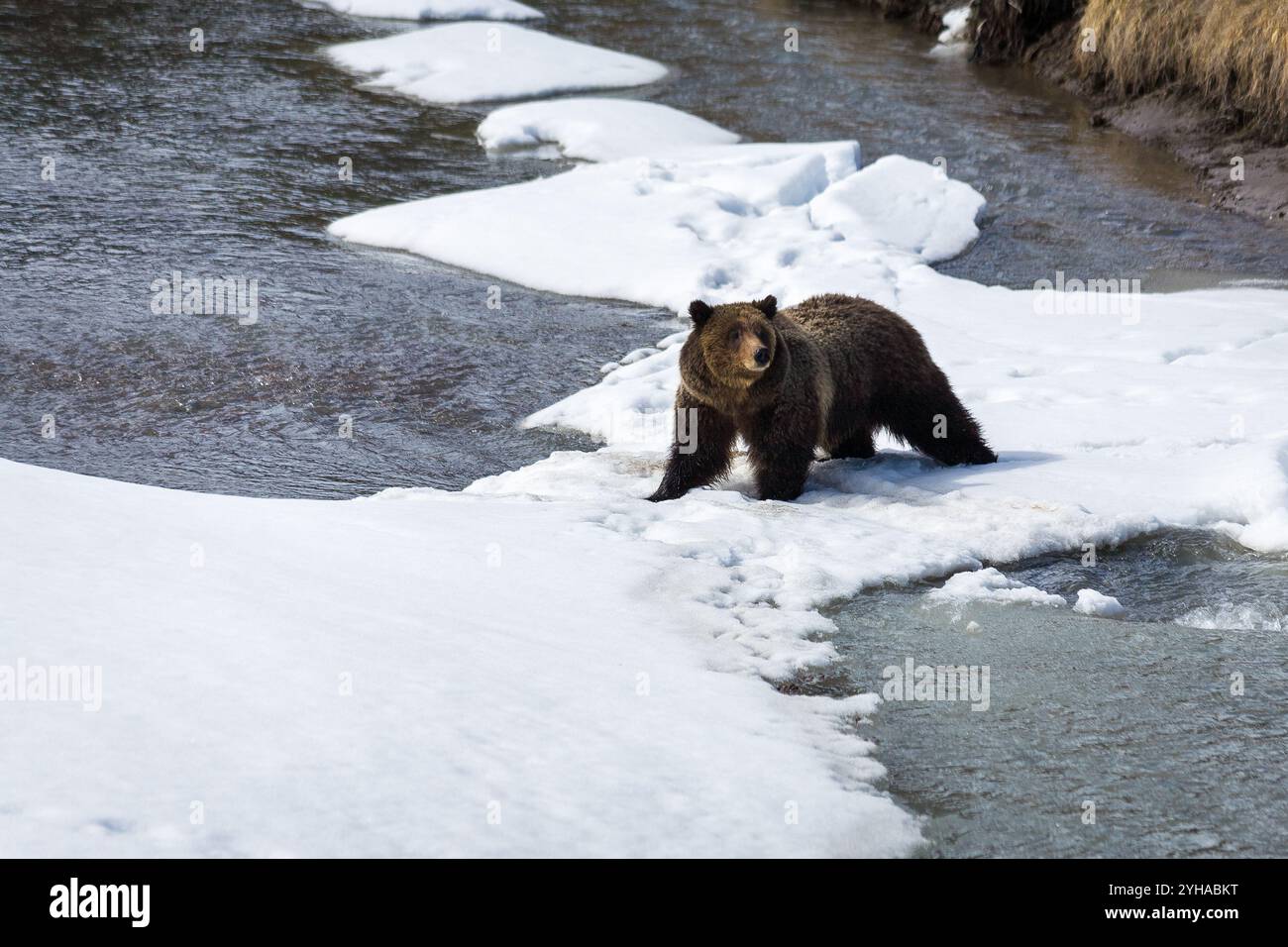 Grizzly Bear 399 walking across a snow bridge along the Buffalo Fork of ...