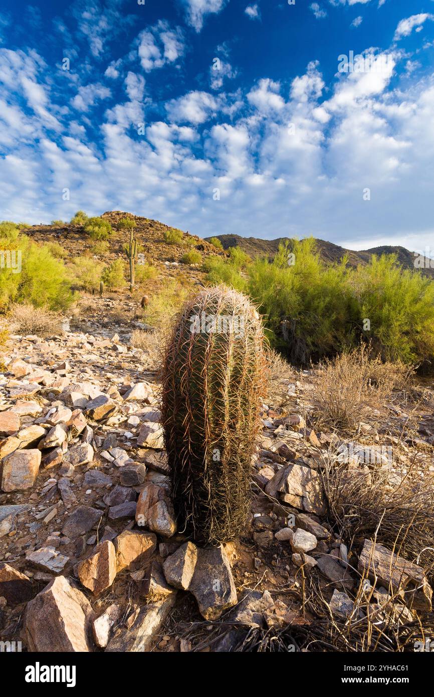 A barrel cactus standing at the base of an unnamed mountain. Phoenix Mountains Preserve, Arizona ...