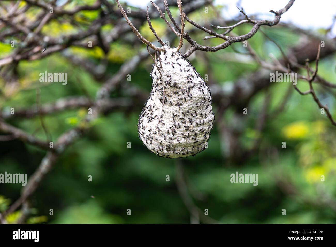 Wasps nest in rainforest hi-res stock photography and images - Alamy