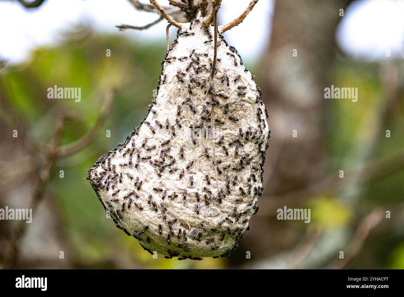Wasps nest in rainforest hi-res stock photography and images - Alamy
