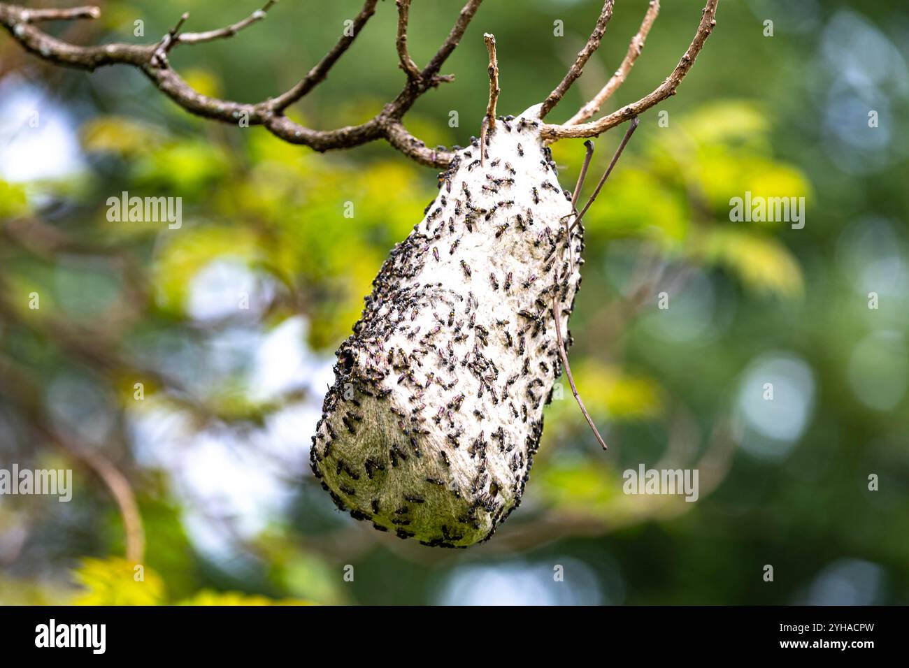 Wasps nest in rainforest hi-res stock photography and images - Alamy