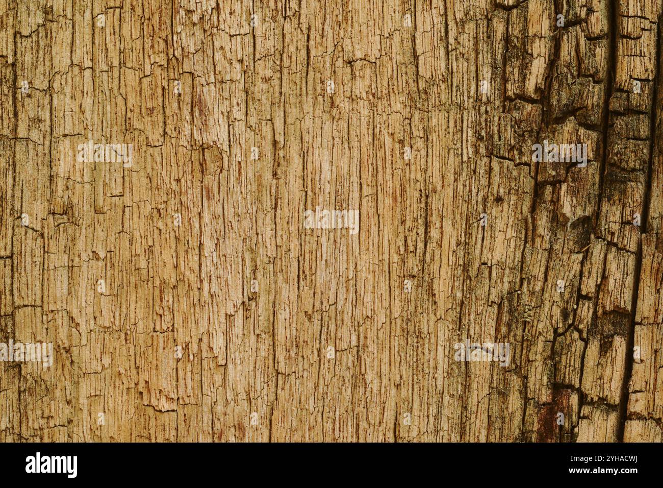 Texture or background of light colored natural wood texture, The ...