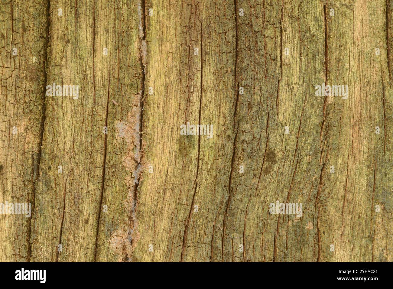 Texture or background of light colored natural wood texture, The ...