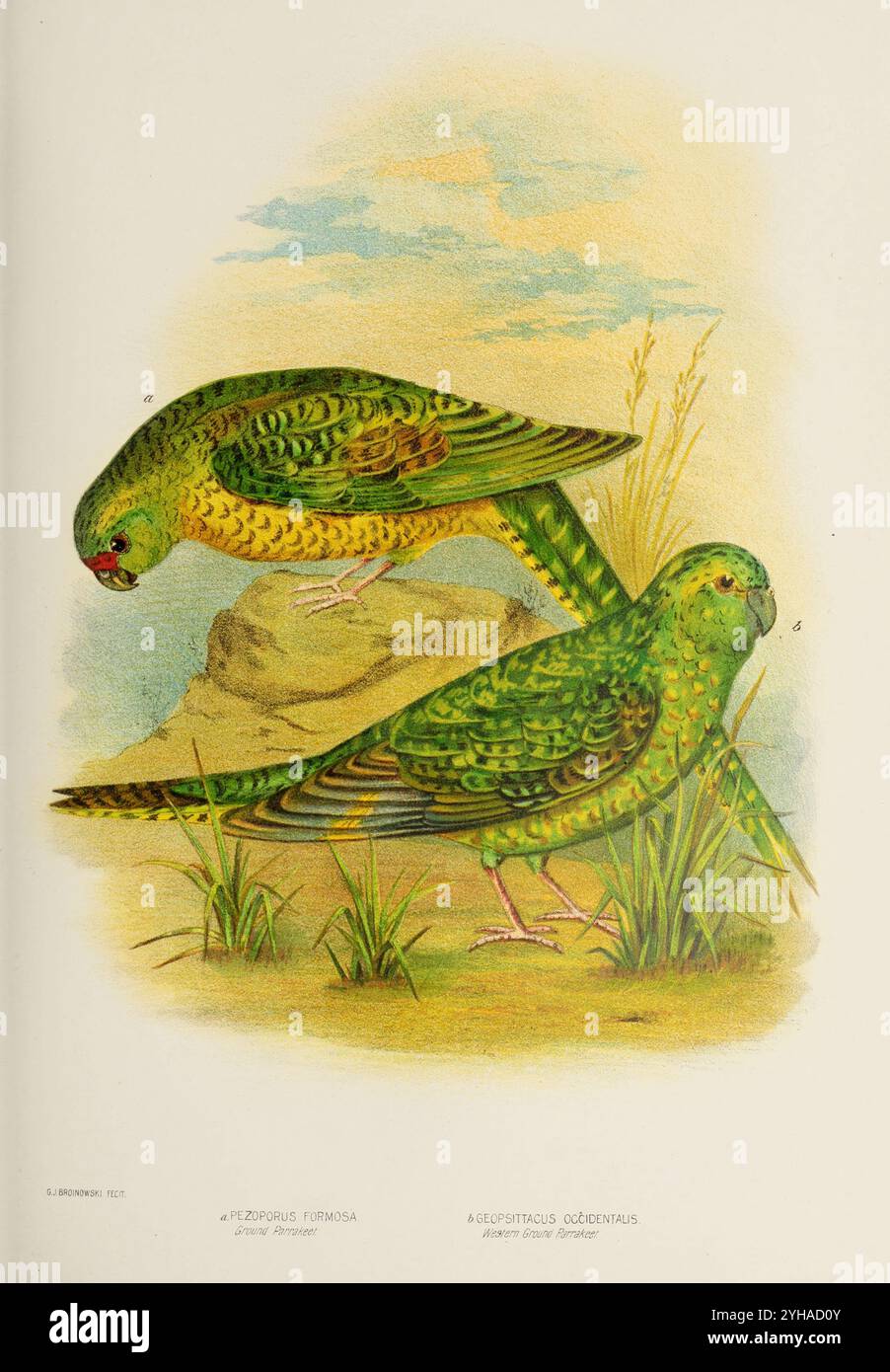 Ground-Parrakeet , Pezoporus formosa and Western Ground Parrakeet ...