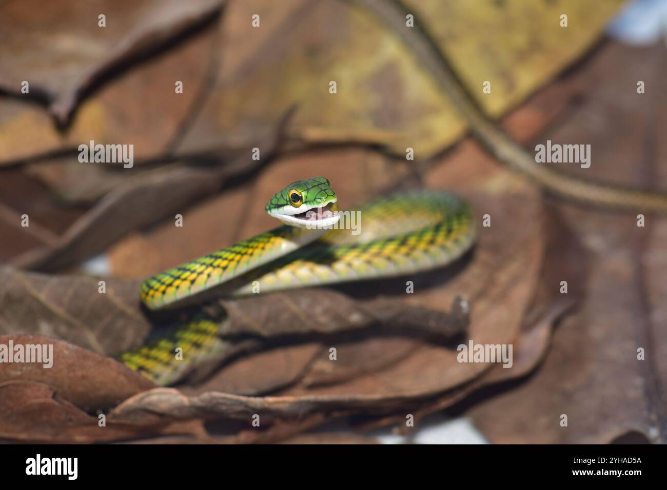 Amazon rainforest snake hi-res stock photography and images - Alamy