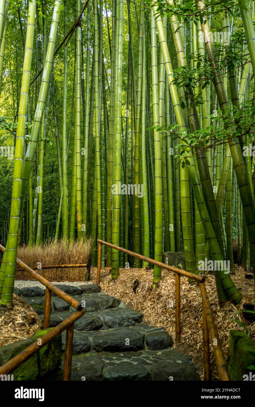 Bamboo Forest in Hokokuji Temple in Kamakura, Tokyo, Japan Stock Photo - Alamy