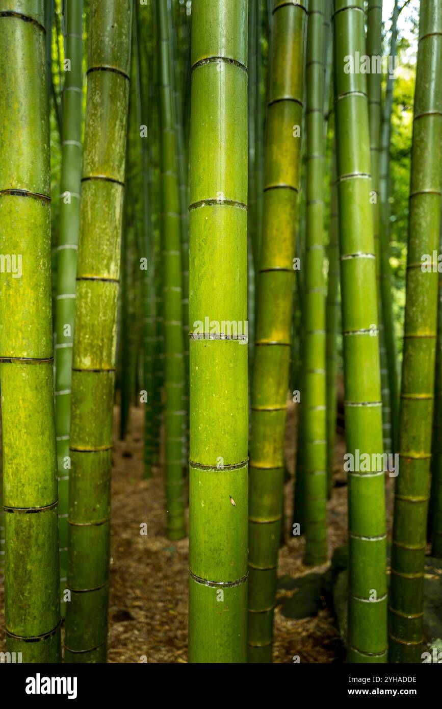 Bamboo Forest in Hokokuji Temple in Kamakura, Tokyo, Japan Stock Photo ...