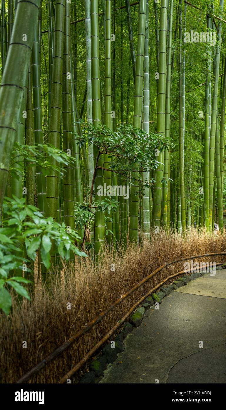 Bamboo Forest in Hokokuji Temple in Kamakura, Tokyo, Japan Stock Photo ...