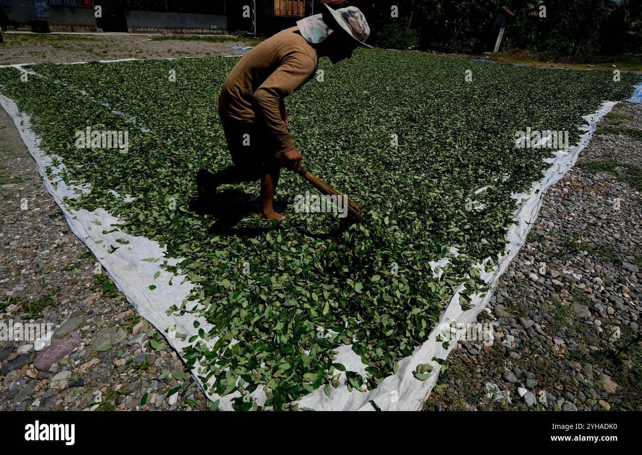 A man spreads out coca leaves to dry in the sun in Villa 14 de ...