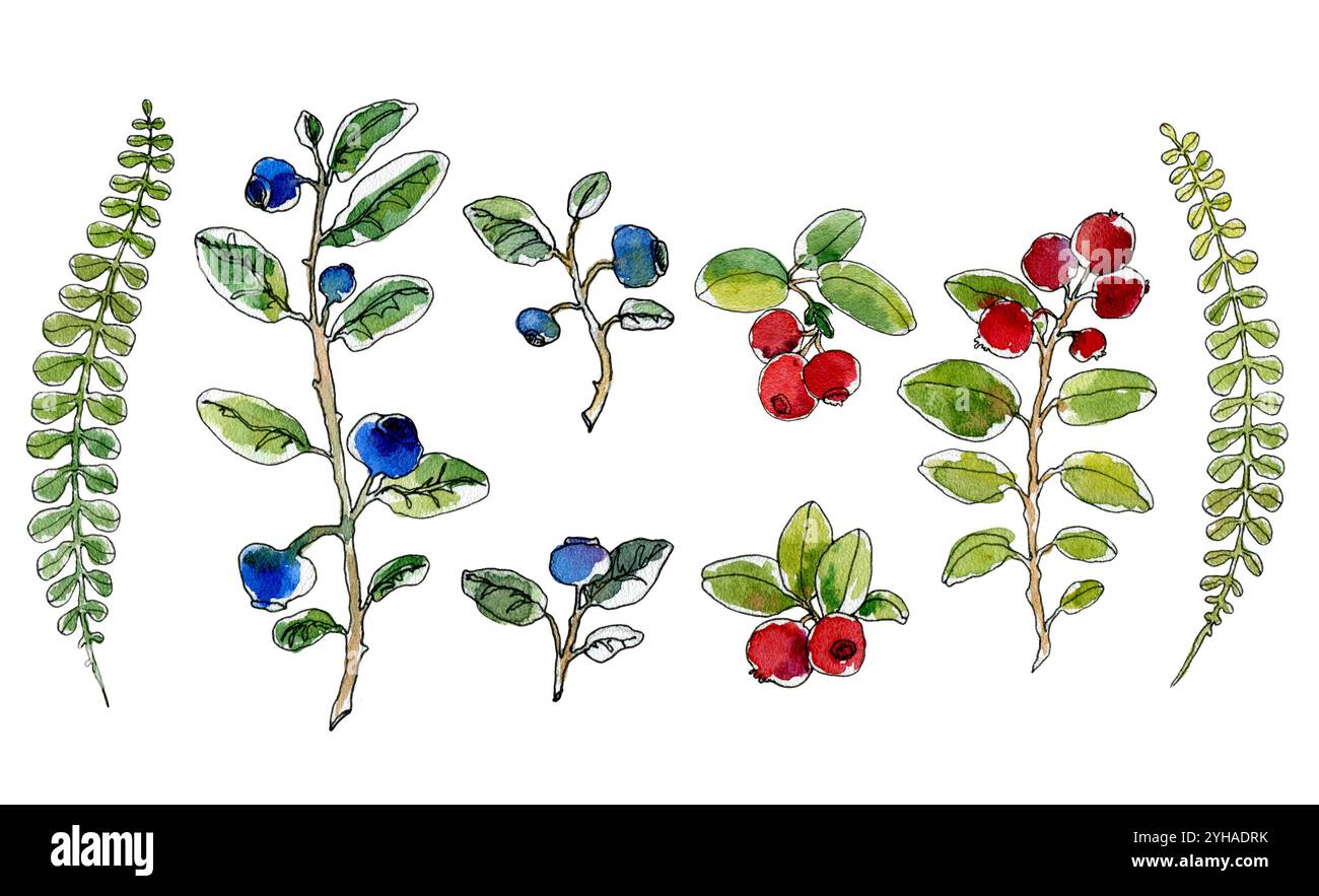 Set of hand-drawn watercolor sketch elements blueberries, lingonberries ...