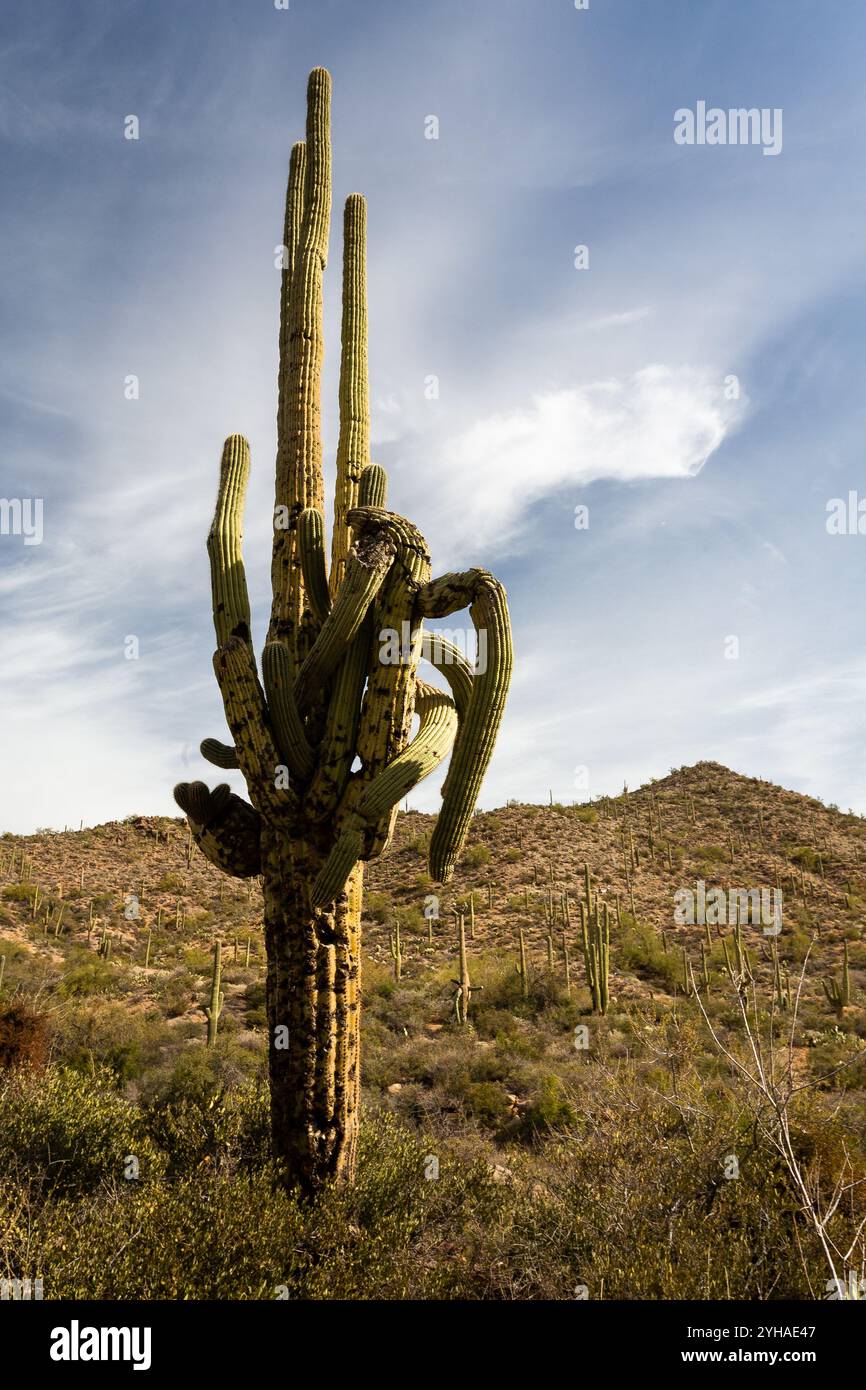 An old and large saguaro cactus rising high above the surrounding ...