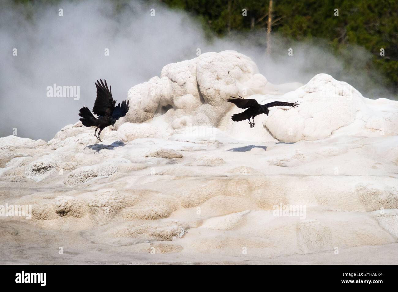 Two ravens fly at the base of Old Faithful in Yellowstone National Park ...