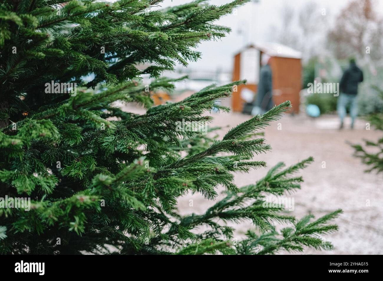 christmas tree market.Christmas trees with labels on a Christmas tree ...